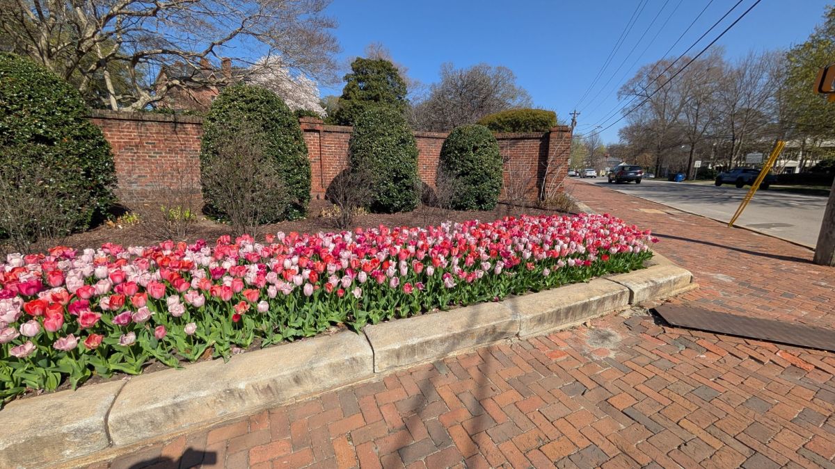 Hop Into the Weekend: Raleigh’s Official Events Promise Springtime Fun ...